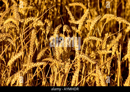 Wheat field, landscape of agricultural grain crops. Georgia Stock Photo ...