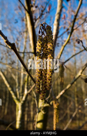Birch tree, early spring Stock Photo - Alamy