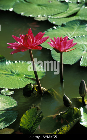 Sabah flowers of a water lily Stock Photo - Alamy