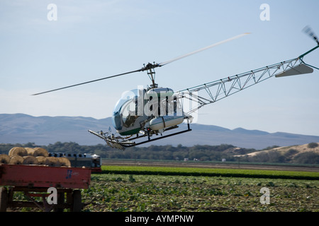 a small helicopter delivers pesticide to a vegetable field in ...