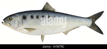 Twaite Shad (Alosa fallax), drawing Stock Photo - Alamy