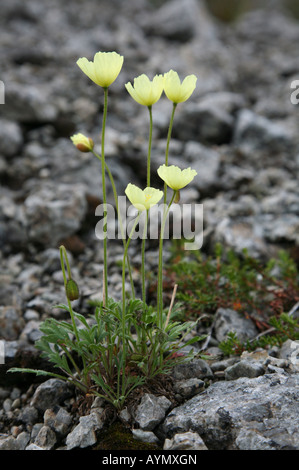 Arctic Poppy (Papaver lapponicum) yellow wildflower in Denali National ...