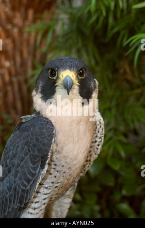 A Peale s Peregrine Falcon Falco peregrinus peale at rest Stock Photo ...