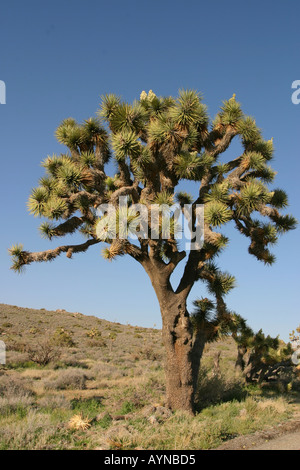 Joshua Tree Flower Bloom Stock Photo - Alamy