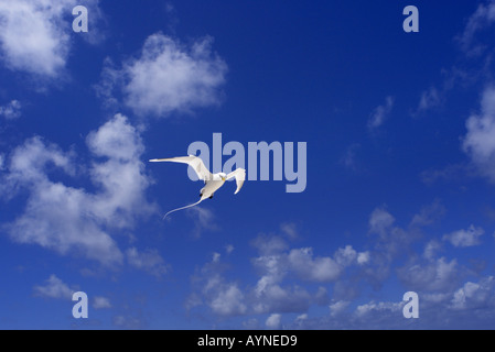 White-tailed tropic bird flying over the ocean, Mahe, Seychelles Stock ...