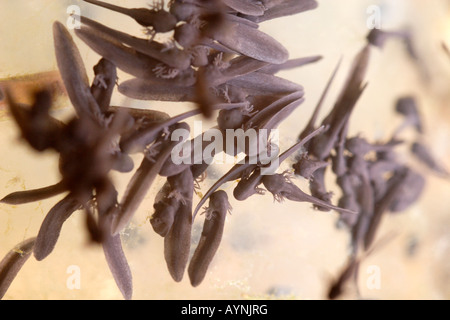 Tadpoles in the early stages of development, showing external gills ...