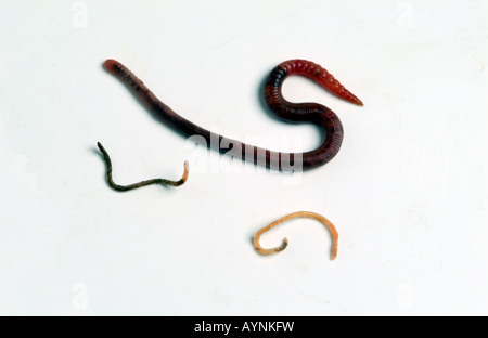 earthworm with two hatchlings lumbricus terrestris Stock Photo - Alamy