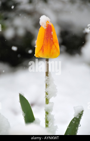 Tulips covered in snow, Brighton Pavilion Gardens, Brighton, England ...