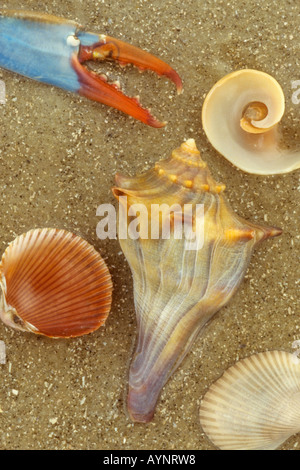 Shells on Folly Field Beach Hilton Head Island South Carolina Stock ...