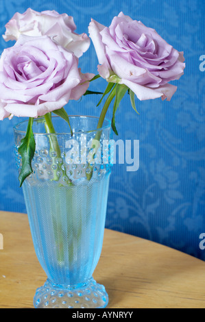 Violet blooming roses Stock Photo - Alamy