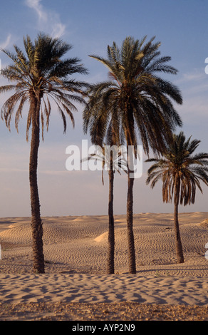Palm trees in the oasis of Douz, Kebili, Tunisia, Africa Stock Photo ...