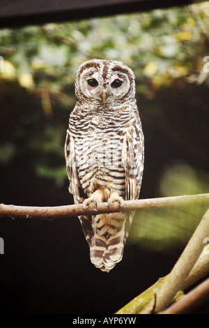 Chaco owl (strix chacoensis) perched on a tree stump by a holly bush ...
