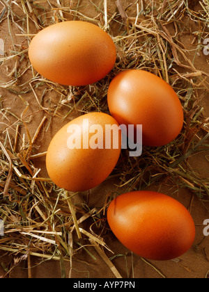 Fresh Burford Brown free range organic Eggs Stock Photo - Alamy