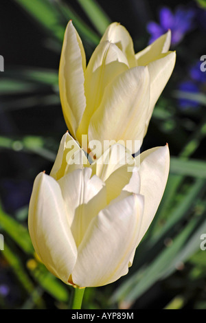 Tulip Albion Star Stock Photo - Alamy