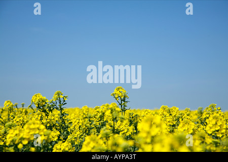 close up of blooming canola yellow flowers free to downloads Stock ...