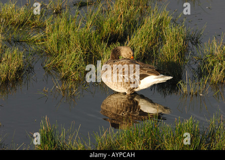 goose geese oca comune Anser anser anserifomi Anserinae bog pond palude ...