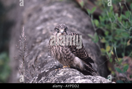 KESTREL FLEDGLING FALCO TINNUNCULUS ENGLAND UK Stock Photo - Alamy