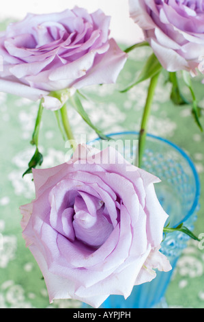Violet blooming roses Stock Photo - Alamy