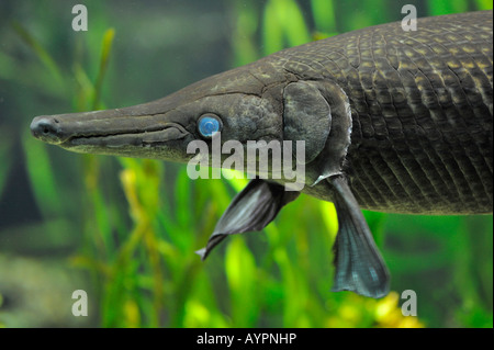 spotted gar (Lepisosteus oculatus), swimming Stock Photo - Alamy