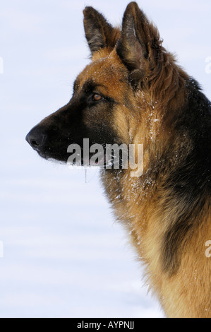 German Shepherd Alsatian side view, black background Stock Photo - Alamy
