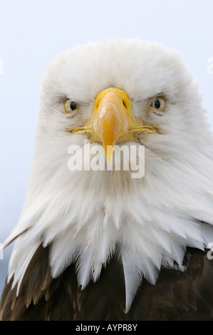 A bald eagle stares straight into the camera, white head sharp against ...