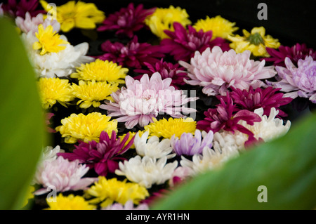 Yellow and purple flowers floating in yellow water close up Stock Photo ...