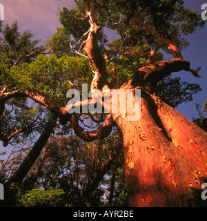 Largest Arbutus Tree (Arbutus menziesii) in British Columbia, Canada ...