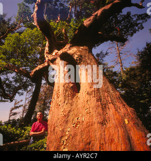 Largest Arbutus Tree (Arbutus menziesii) in British Columbia, Canada ...