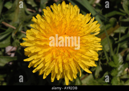 Vibrant yellow dandelion in full bloom stands prominently against a ...