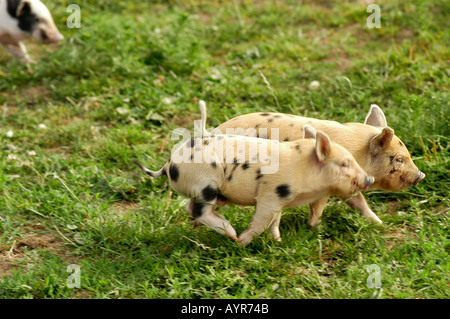 pigs on a farm with black spots Stock Photo - Alamy
