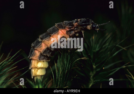 Common Glow-worm (Lampyris noctiluca) adult male, Kent, England, United ...