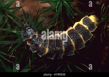 Common Glow-worm (Lampyris noctiluca), female Stock Photo - Alamy
