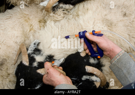 Sheep farming, farmer injecting Swaledale ewes with Heptavac P Stock ...