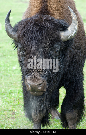 American bisons (Bison bison) in mating run, Lamar Valley, Yellowstone ...