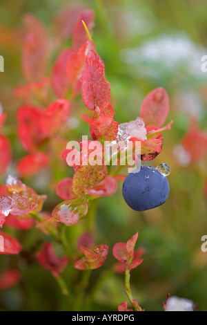 Bilberry, Blueberry, Whinberry, Whortleberry, Blaubeere, Blau-Beere ...