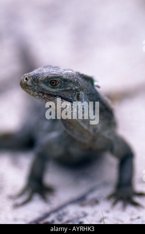 The & Rock Iguana (Cyclura carinata) Turks and Caicos Islands Bahamas ...