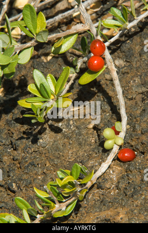 Bitterbush (Castela galapageia) growing in lava, Albemarle, Isabela ...