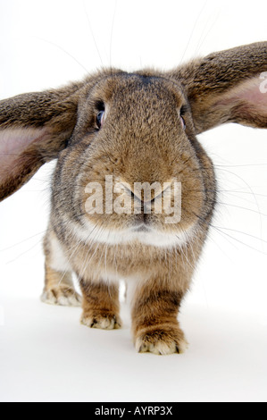 Barn rabbit, Deutscher Riese breed (Lagomorpha Stock Photo - Alamy