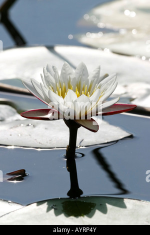 Africa Namibia Water Lilies Nymphaea lotus along Kwando River during ...