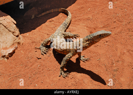 Perentie, monitor lizard, goanna (Varanus giganteus), perenty in Dales ...