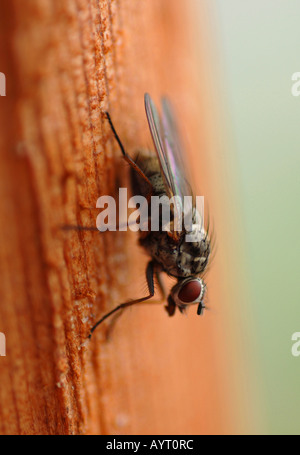 Pest fly close-up, annoying insect, blowfly on a white background. 3d ...