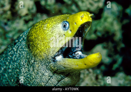 Undulated Moray Eel or Leopard Moray (Gymnothorax undulatus) with ...