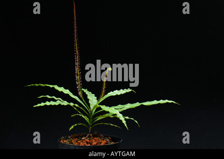 Airy Shaw (Triphyophyllum peltatum). Plant with normal and glandular ...