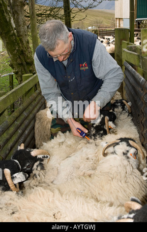 Sheep farming, farmer injecting Swaledale ewes with Heptavac P ...