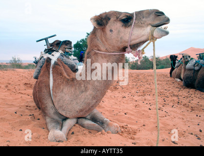 A tethered camel in the Moroccan Sahara Desert Stock Photo - Alamy