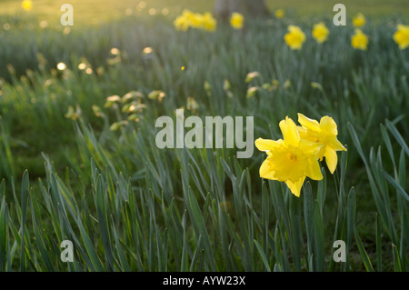 Daffodils starting to flower in early spring with strong blue shy Stock ...