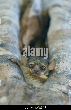 Milne-Edward's sportive lemur (Lepilemur edwardsi) Ankarafantsika ...