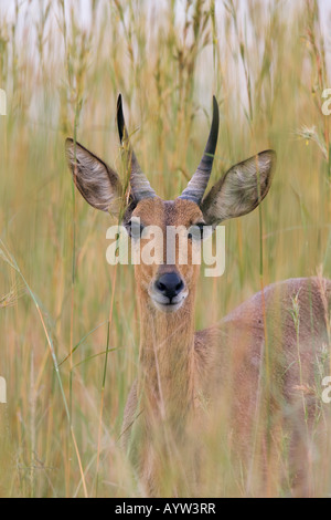 Common reedbuck south africa Stock Photo - Alamy