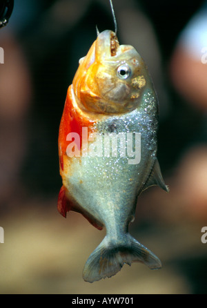 Amazon rainforest: Piranha fishing in the Amazon River near Manaus ...