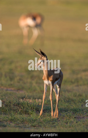 Springbok with lamb Antidorcas marsupialis Kgalagadi Transfrontier Park ...